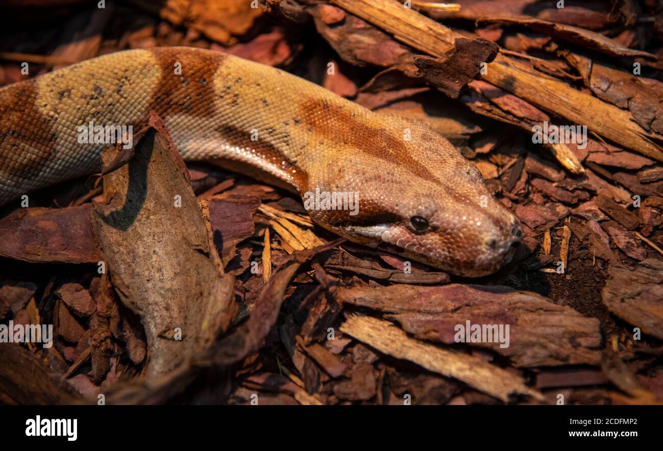 Amazon ground snake hi-res stock photography and images - Alamy