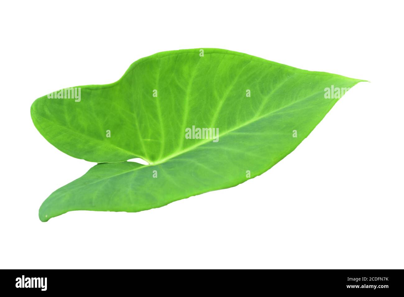 Large heart shaped green leaves of Elephant ear or taro (Colocasia ...