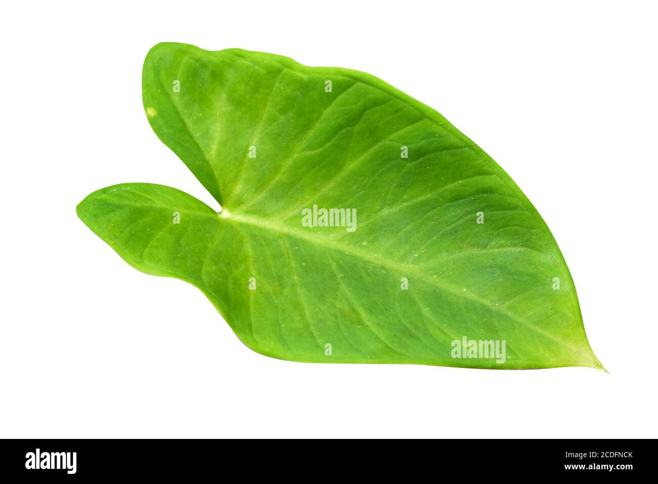 Large heart shaped green leaves of Elephant ear or taro (Colocasia ...