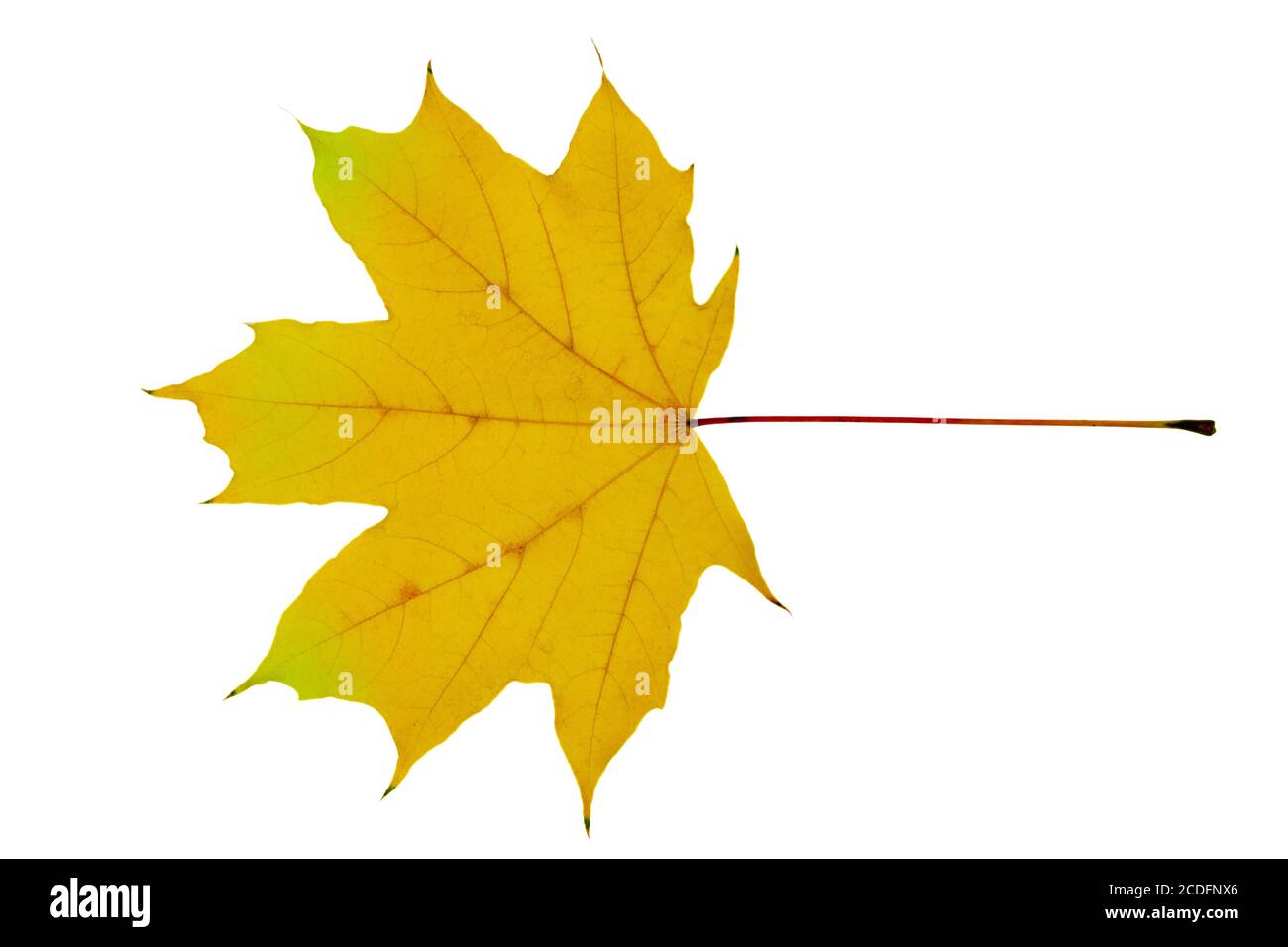 Yellow maple leaf as an autumn symbol. Isolated on white background ...