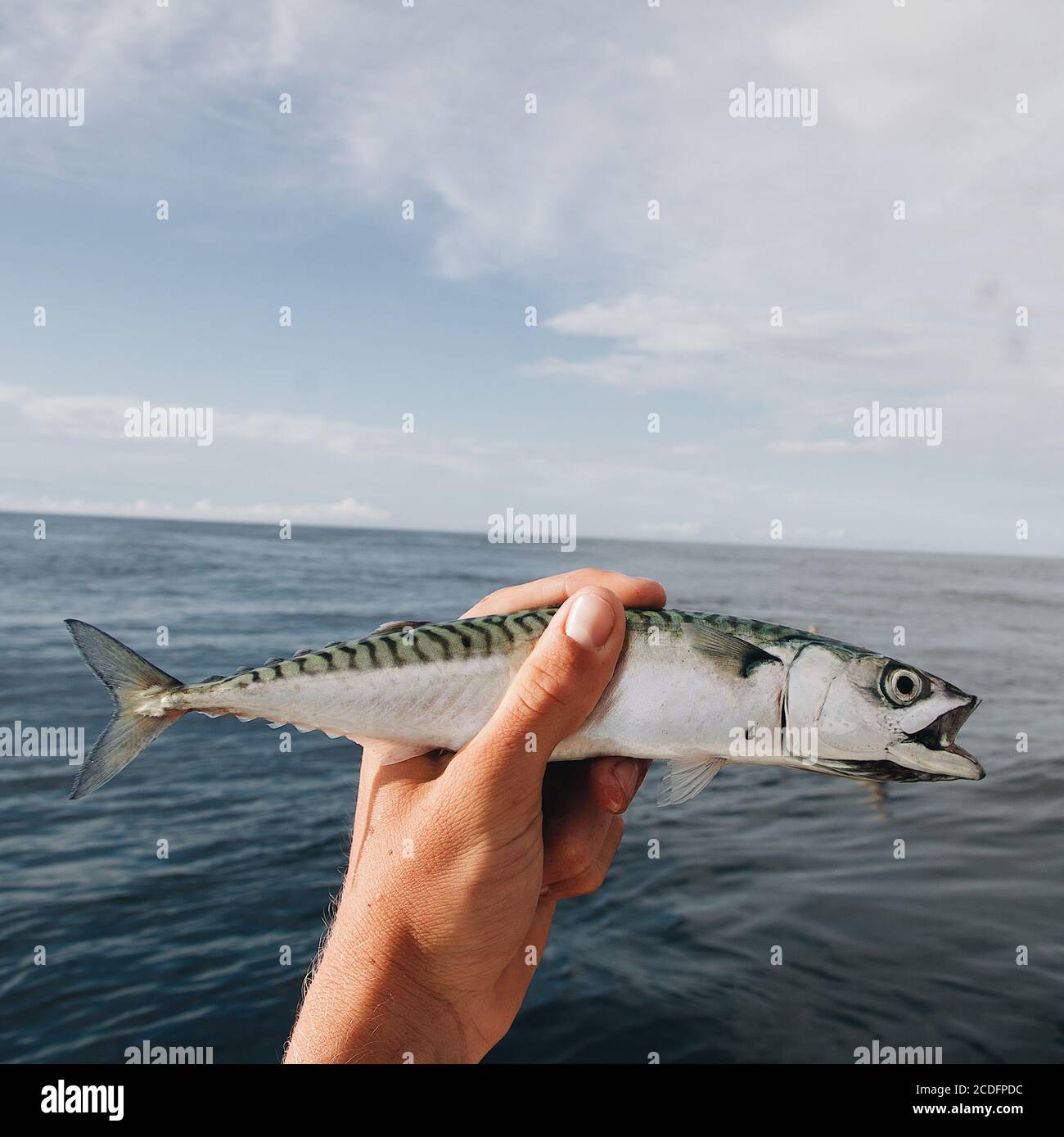 Vertical closeup focus shot of a man holding a mackerel in front of a ...