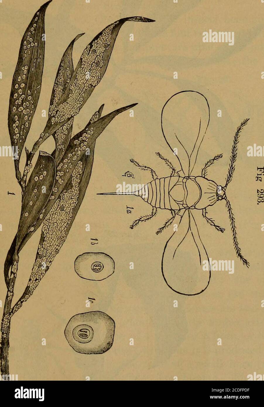 . Insects, injurious and beneficial, their natural history and ...