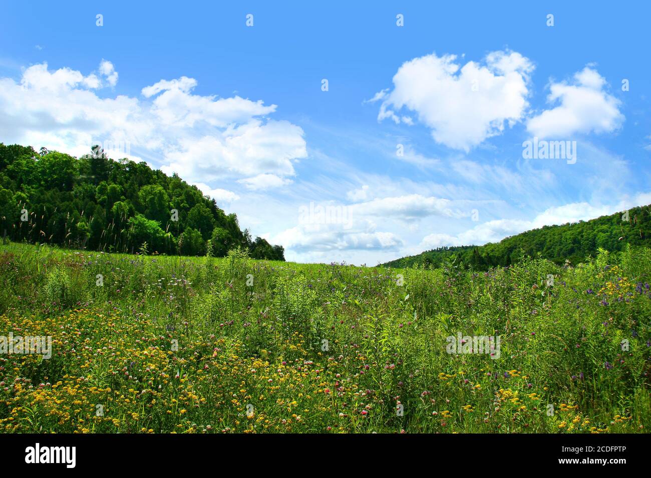 June flowers with bright summer sky Stock Photo - Alamy