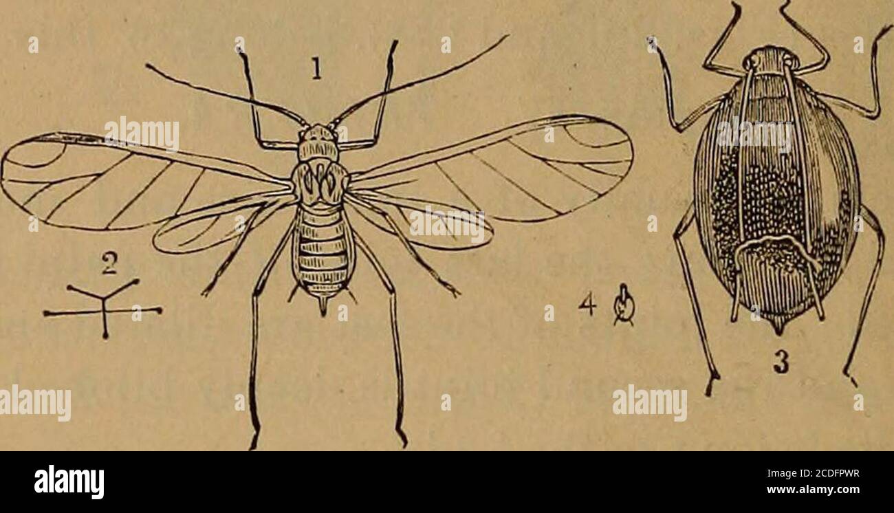 . Insects, injurious and beneficial, their natural history and ...