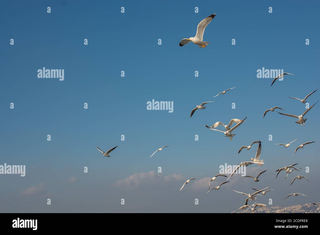 Seagull flying in sky. Seagull flying sky as freedom concept Stock ...