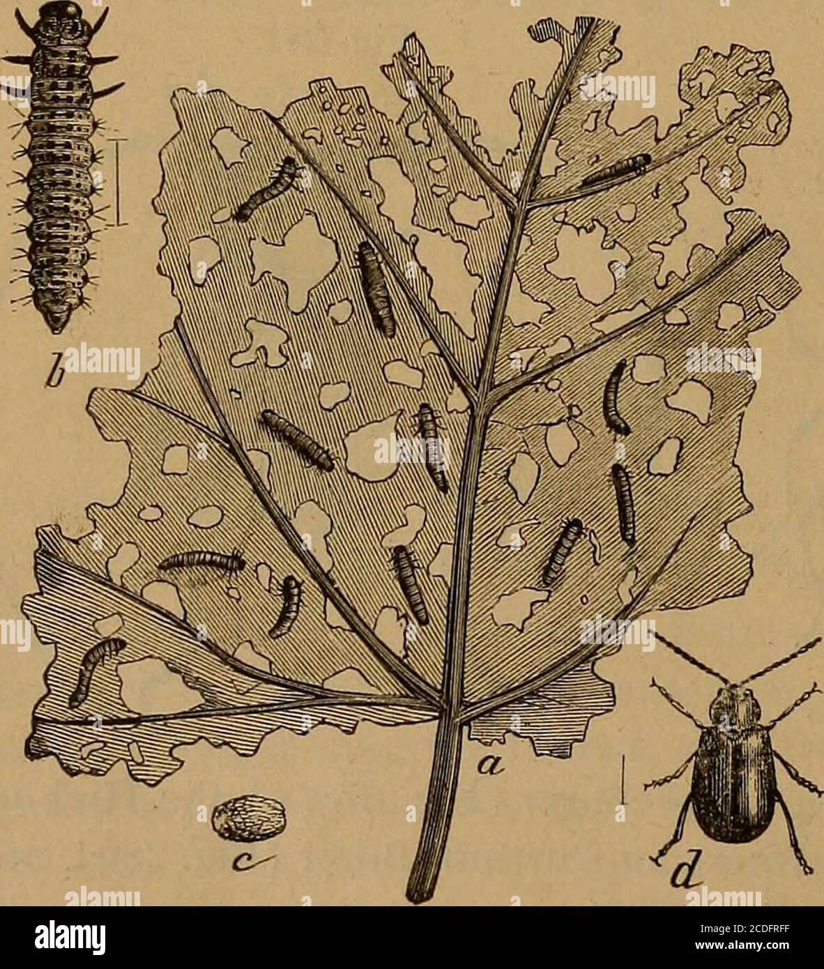 . Insects, injurious and beneficial, their natural history and ...