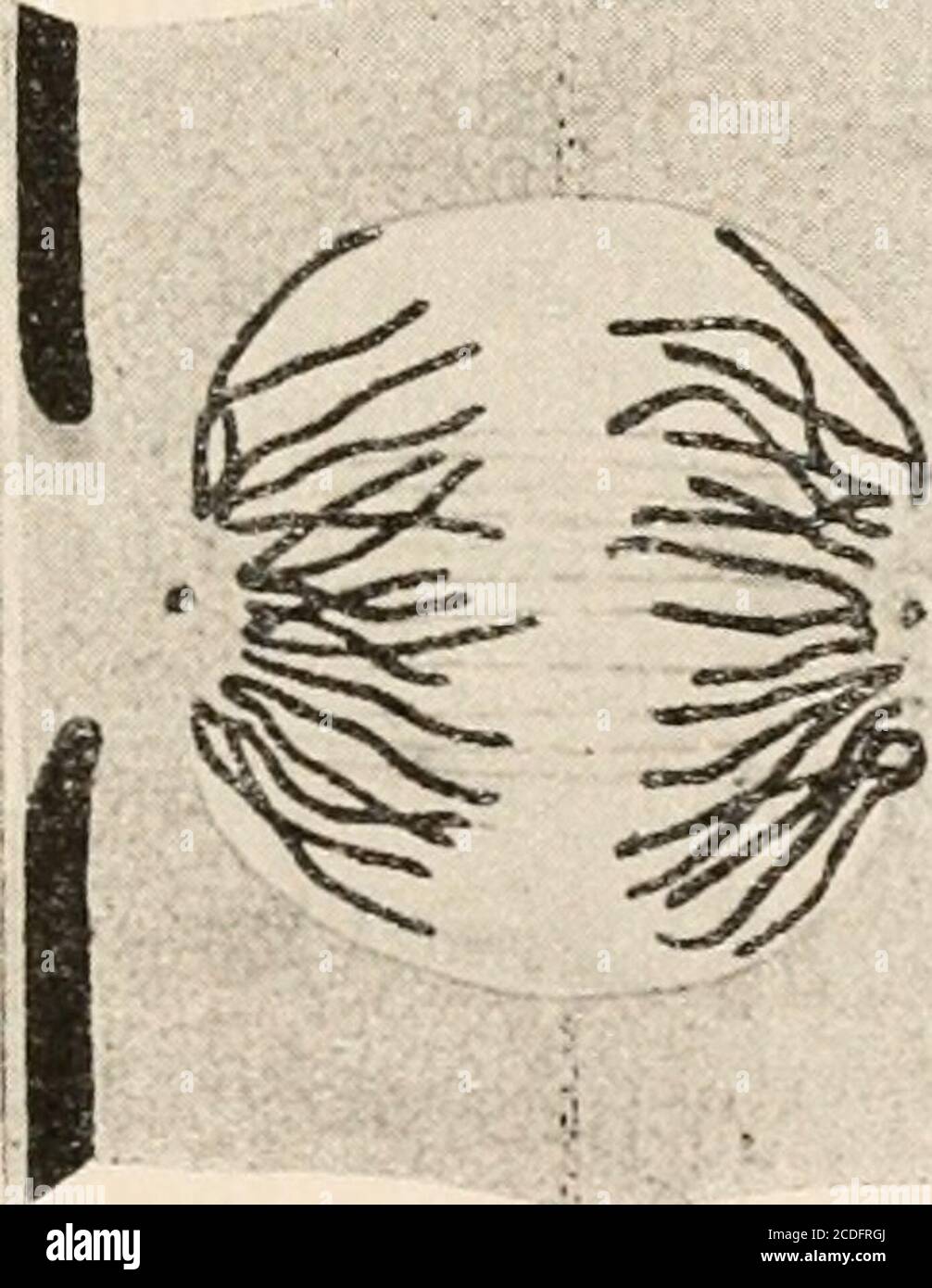 . Algæ. Vol. I. Myxophyceæ, Peridinieæ, Bacillarieæ, Chlorophyceæ ...