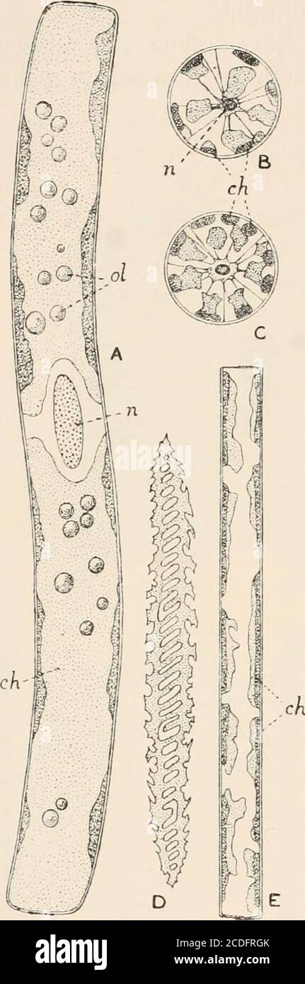 Pyrenoids hi-res stock photography and images - Alamy