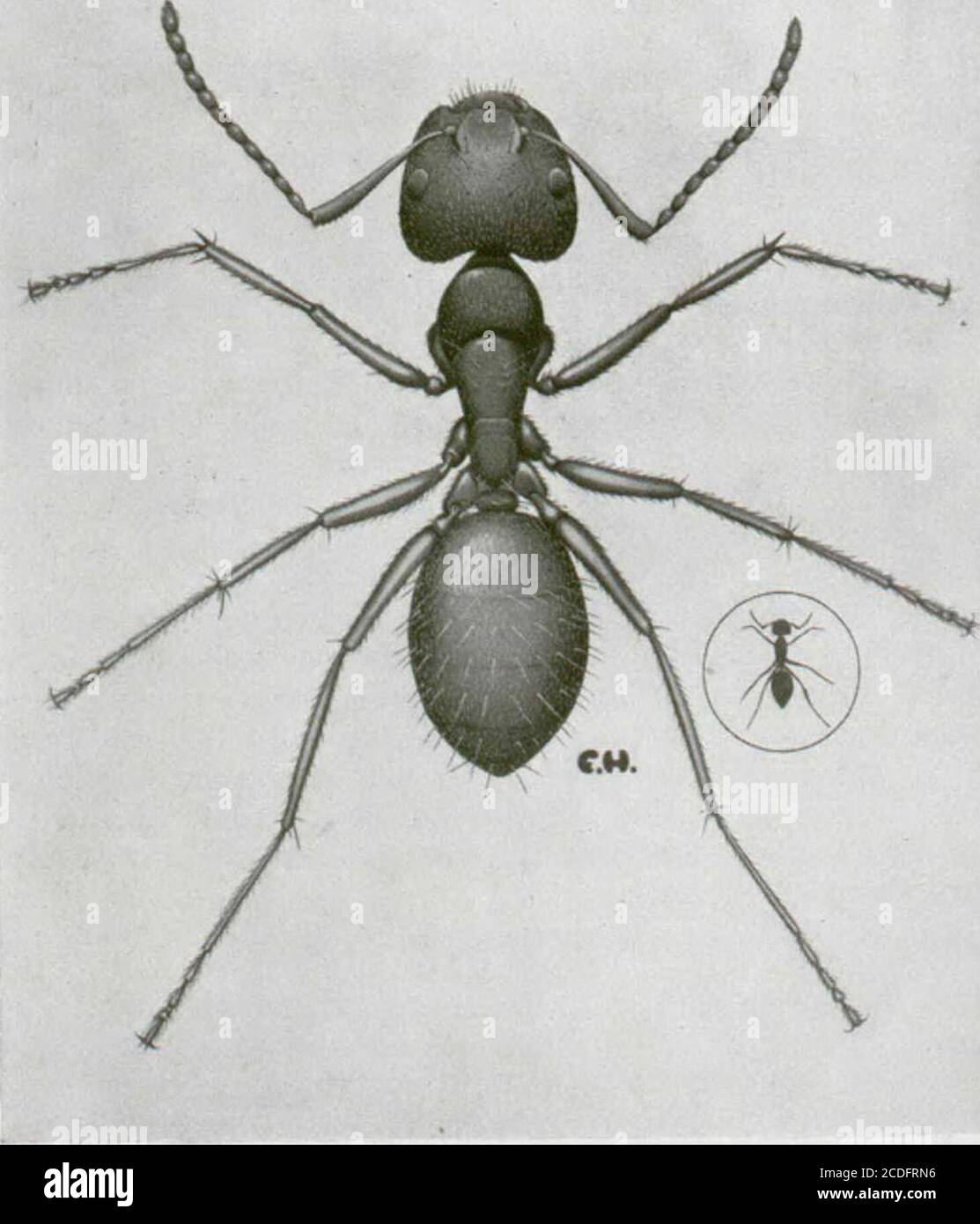 Reine des fourmis hi-res stock photography and images - Alamy