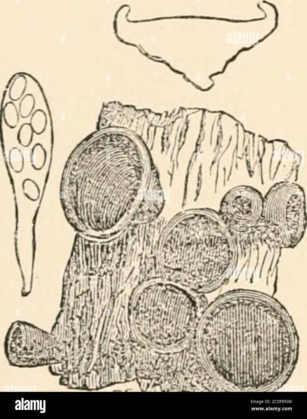. Introduction to the study of fungi, their organography ...