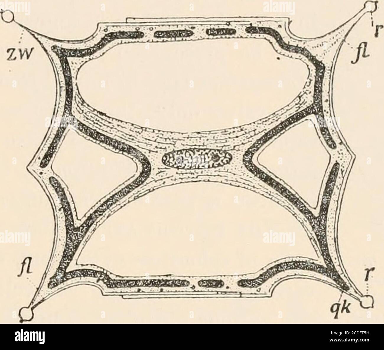 . Algæ. Vol. I. Myxophyceæ, Peridinieæ, Bacillarieæ, Chlorophyceæ ...