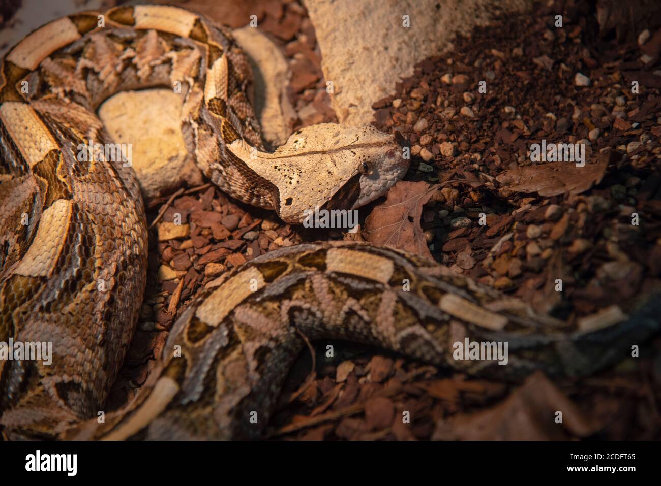 Very venomous tree climbing snake hi-res stock photography and images ...