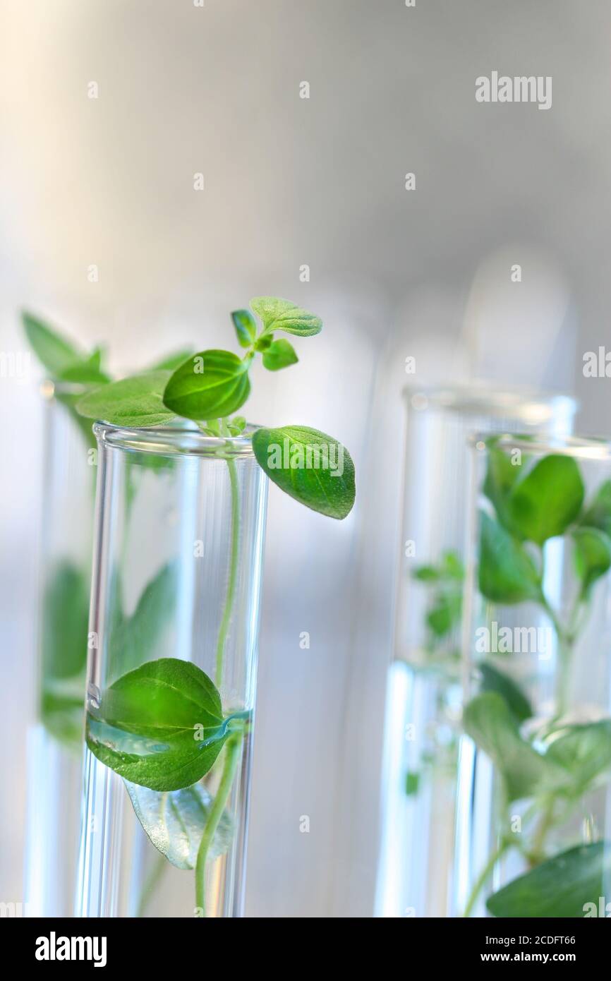 Test plants hi-res stock photography and images - Alamy