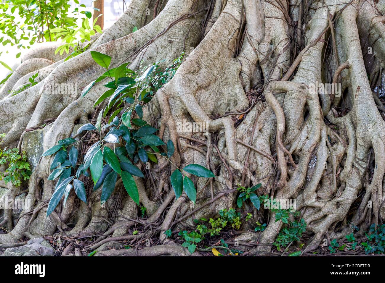 The roots and trunk of a century-old banyan tree Stock Photo - Alamy