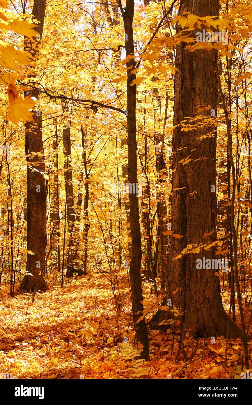 Forest of gold Stock Photo - Alamy