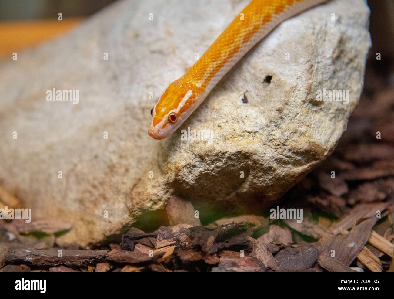 Attention wild snake hi-res stock photography and images - Alamy