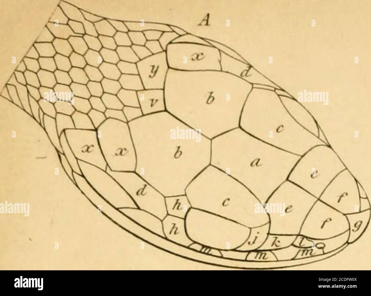. Essay on the physiognomy of serpents . enodon inornatus 5. Heterodon ...