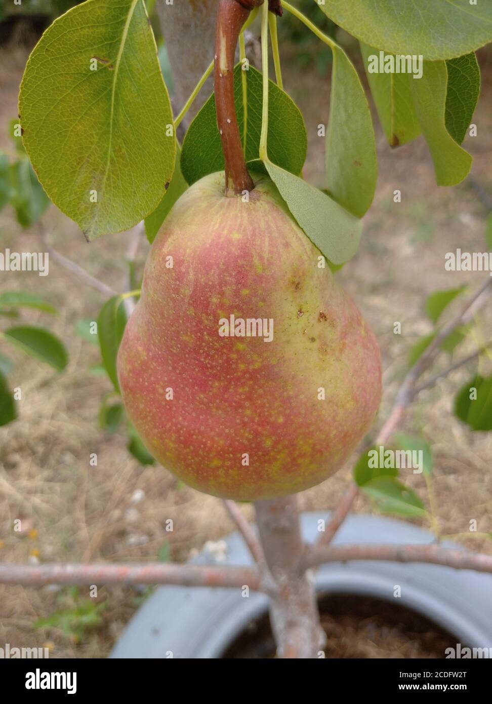 Fresh juicy pears on pear tree branch.Organic pears in natural ...