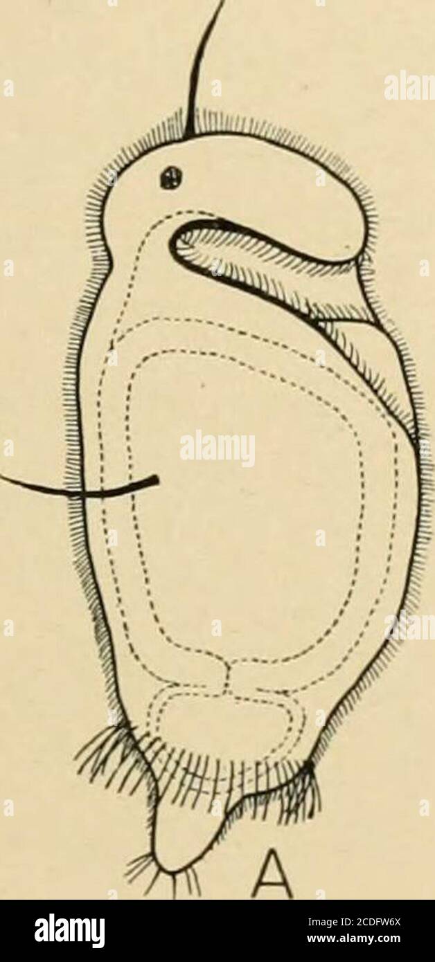 . Journal of morphology . d (and underfed) larvae reared in ear-lier ...