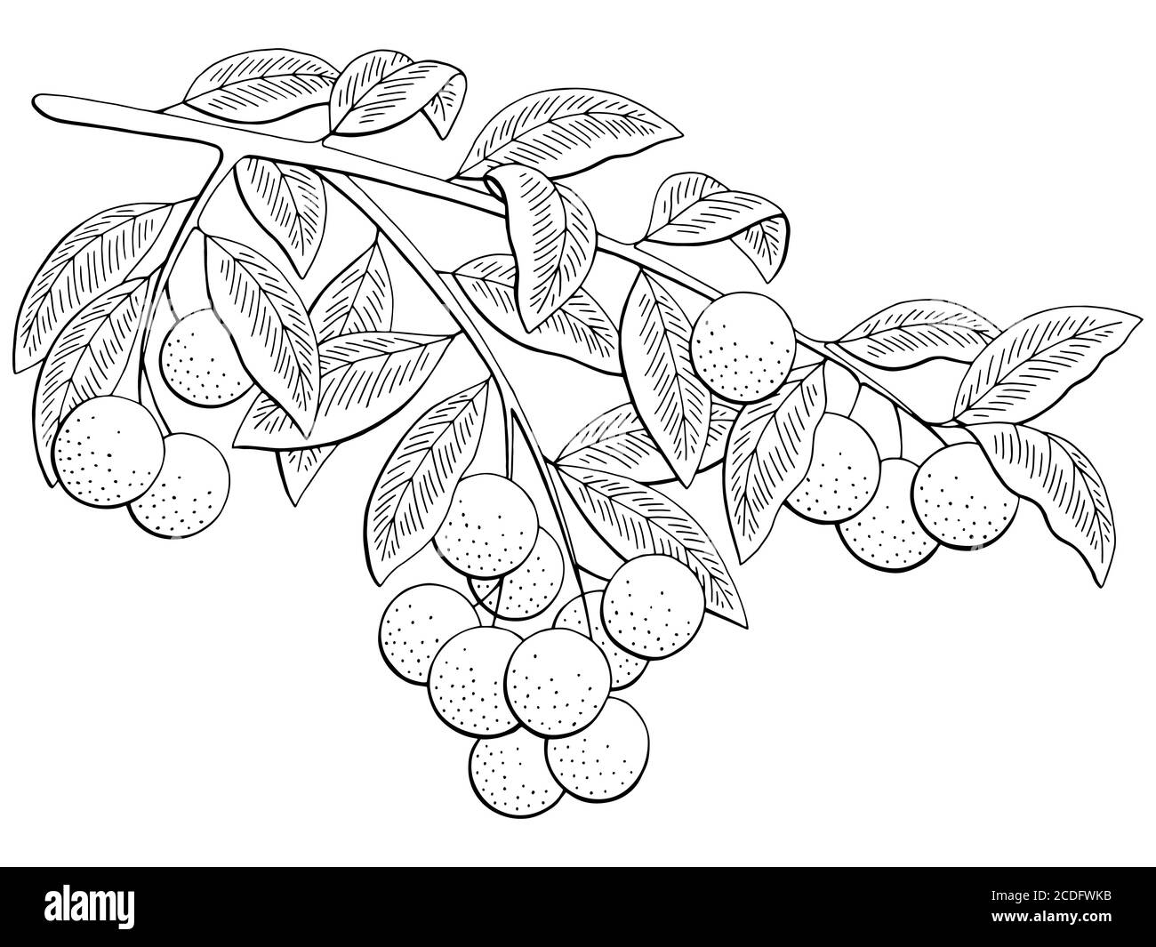 Longan Fruit Drawing