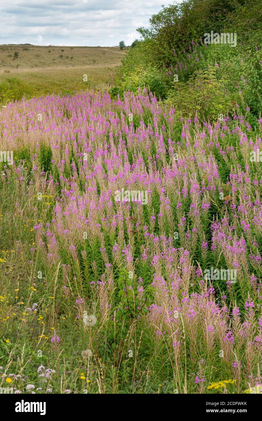 Epilobium angustifolium known chamaenerion hi-res stock photography and images - Alamy