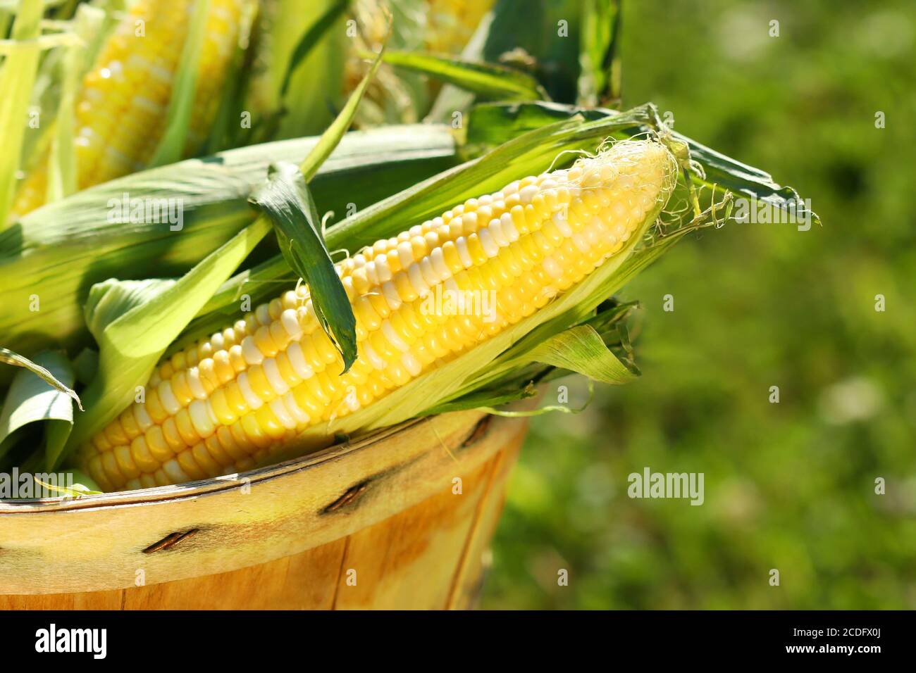 Corn in an apple basket Stock Photo - Alamy
