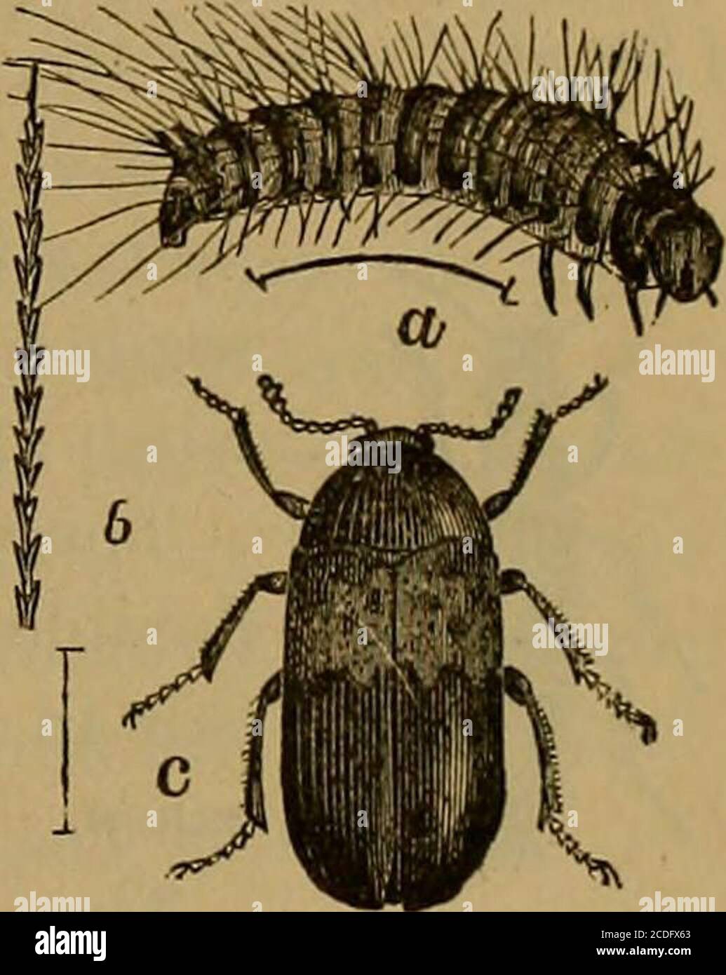 Filiform antennas hi-res stock photography and images - Alamy