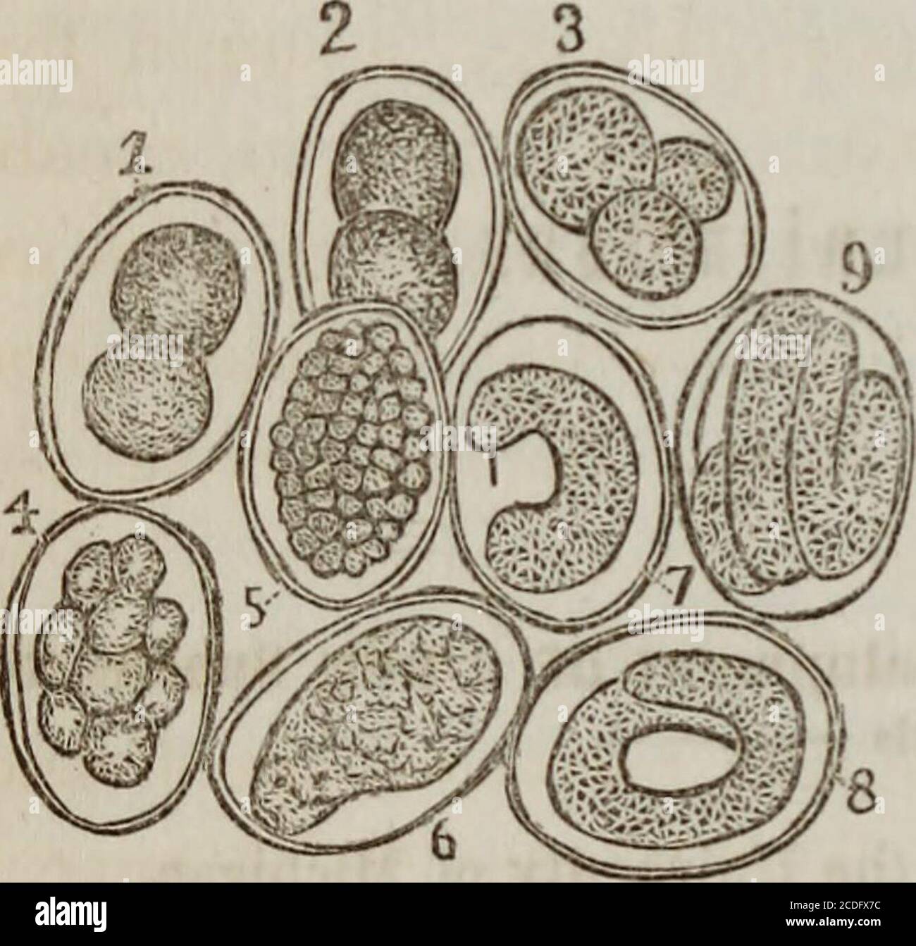 Eight week embryo hi-res stock photography and images - Alamy