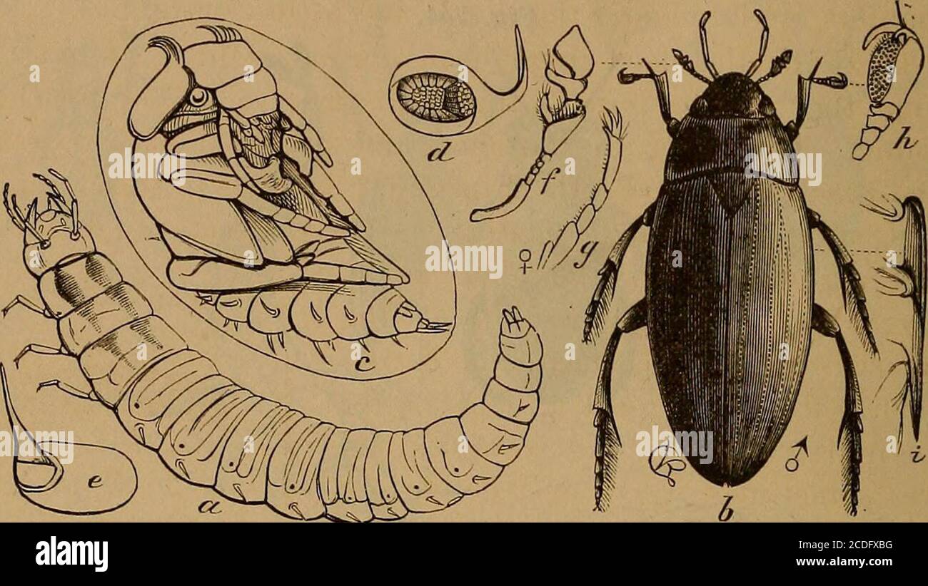 Scavenger beetles hi-res stock photography and images - Alamy