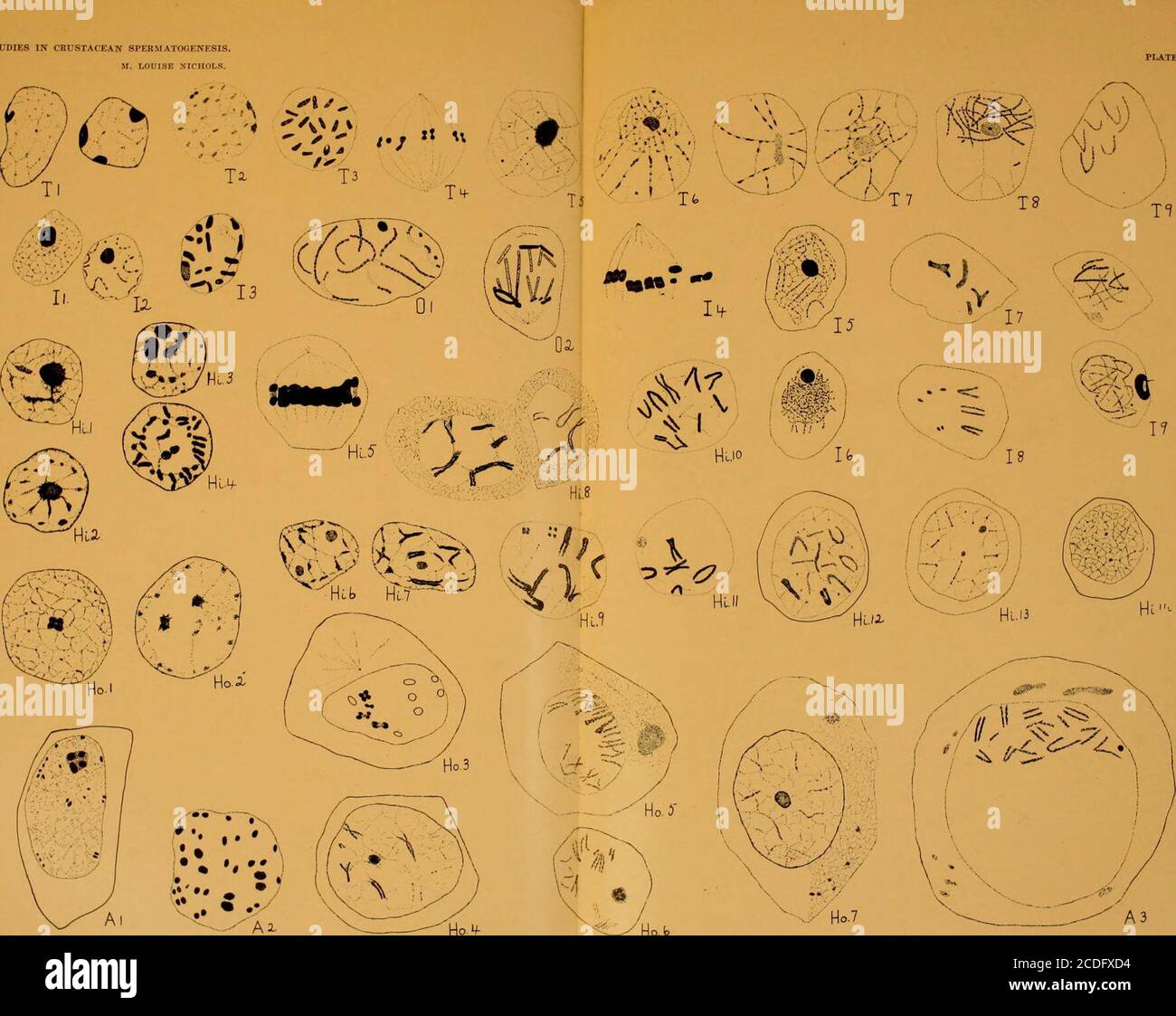 Spermatocytic hi-res stock photography and images - Alamy