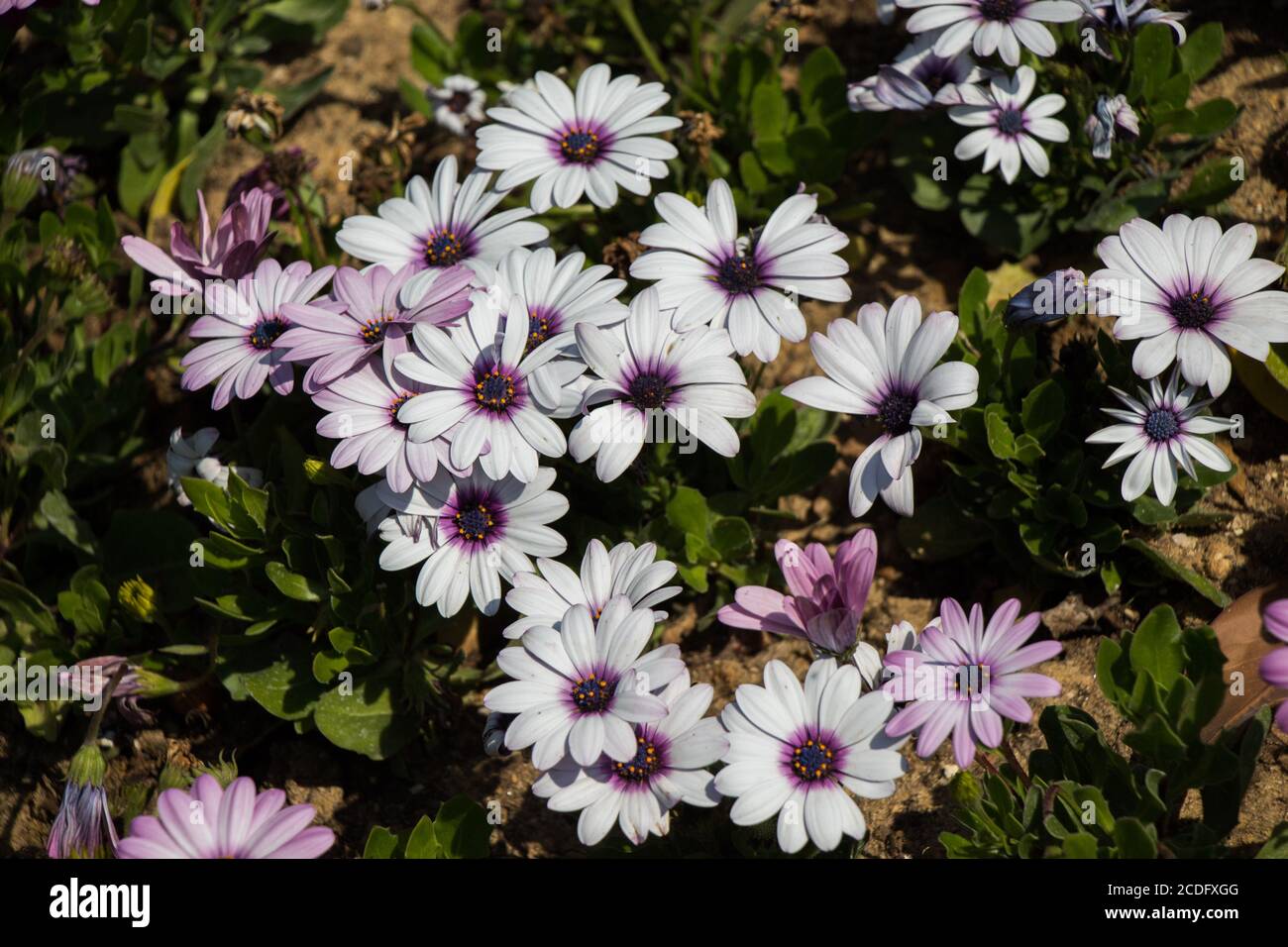 Beautiful colorful natural spring flowers as a nature background Stock ...