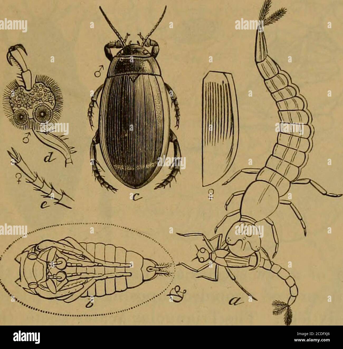 Whirligig beetles hi-res stock photography and images - Alamy