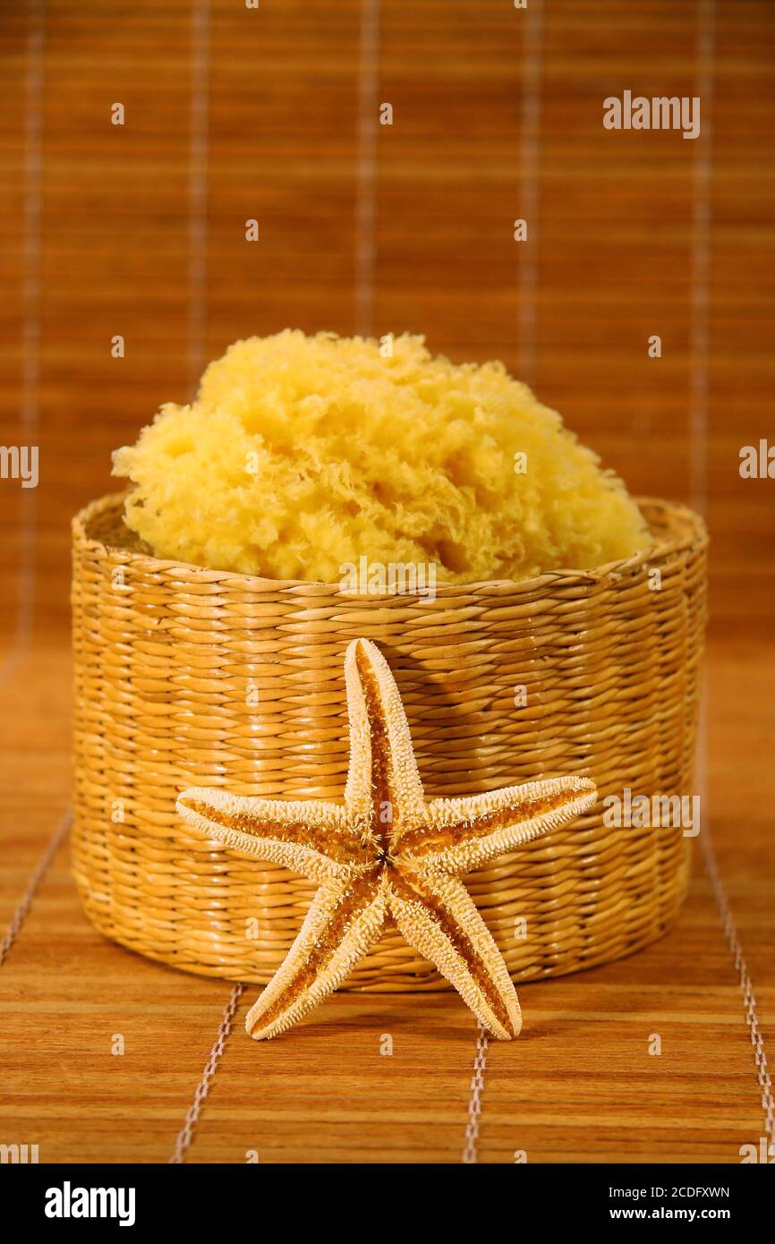 Sea sponge and starfish Stock Photo - Alamy
