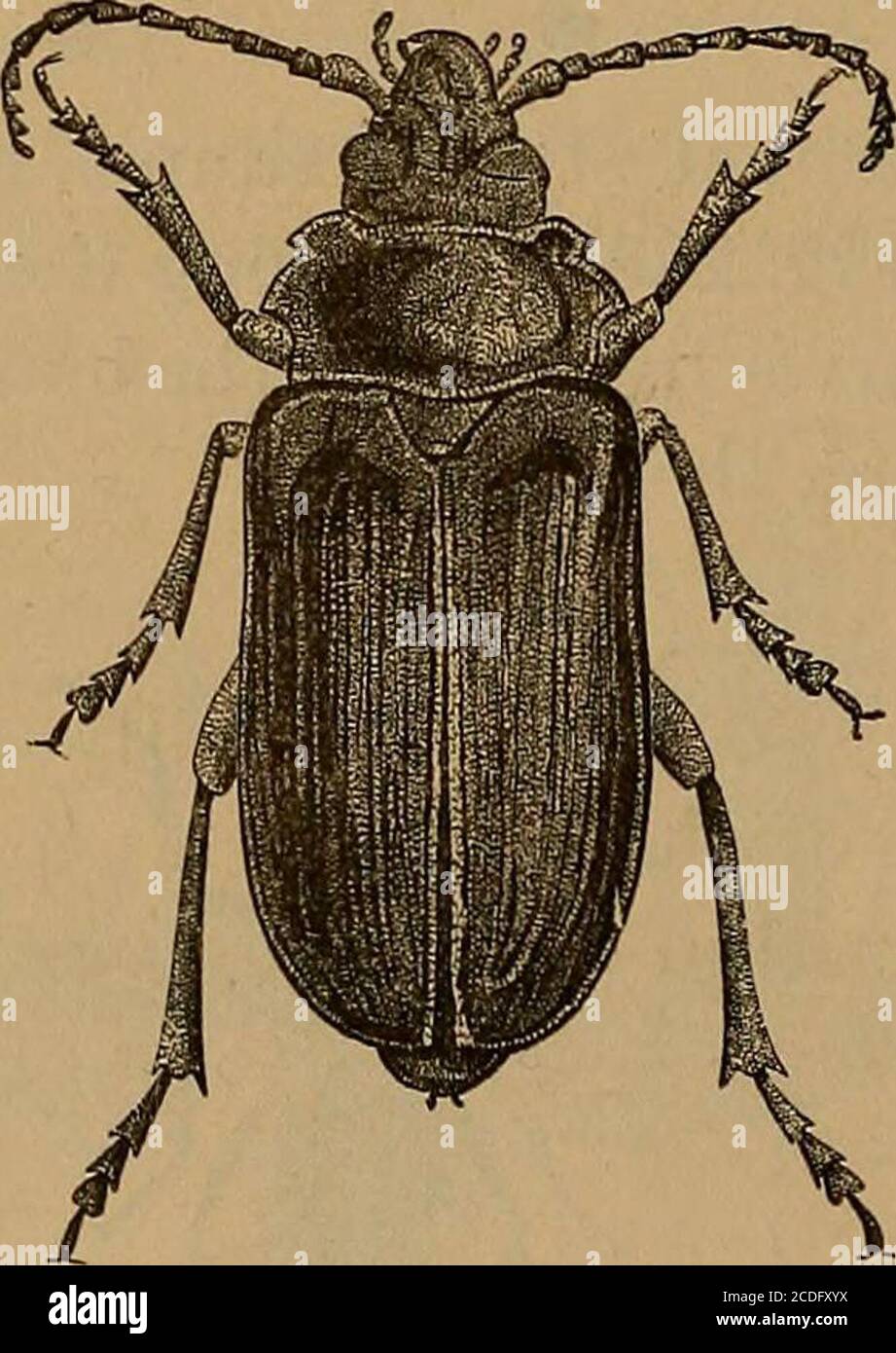 . Insects, injurious and beneficial, their natural history and ...