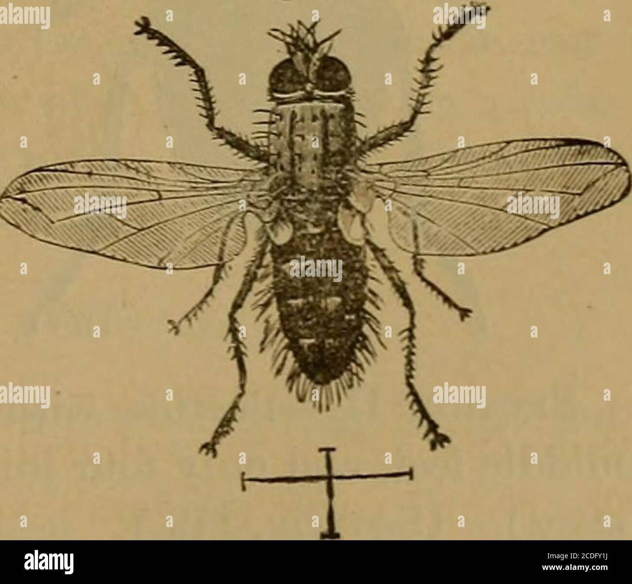 . Insects, injurious and beneficial, their natural history and ...