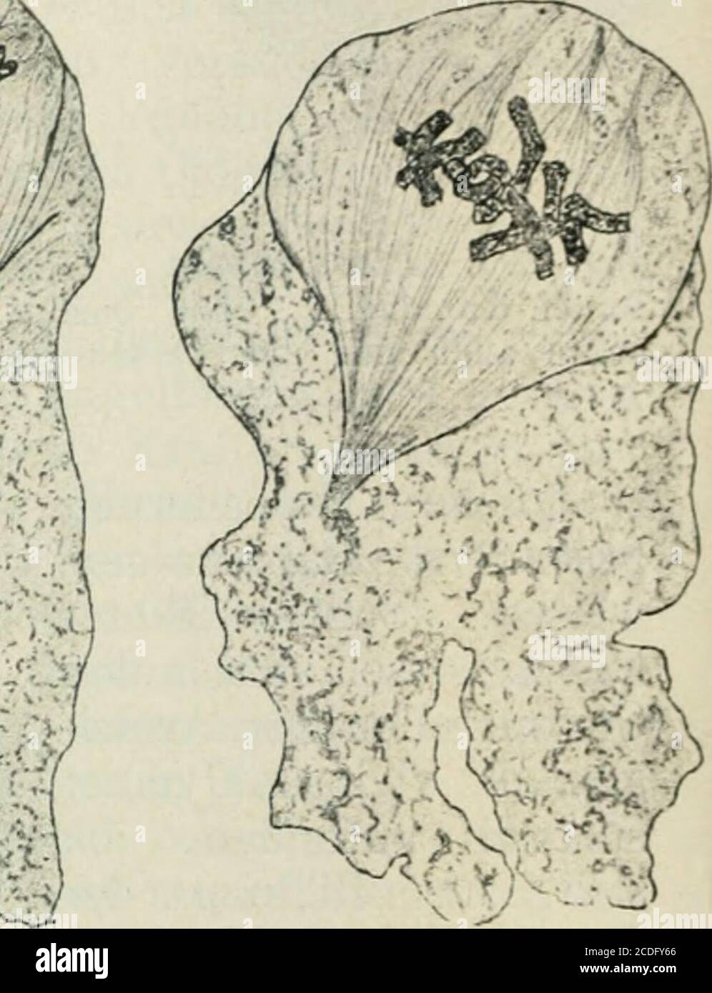 Prophase chromosomen und spindel hi-res stock photography and images ...