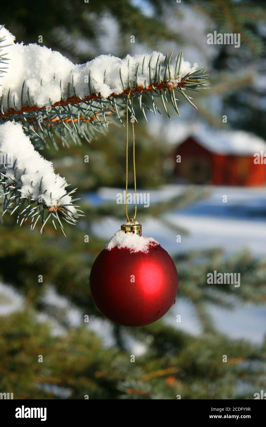 Pine branch and red ball Stock Photo - Alamy