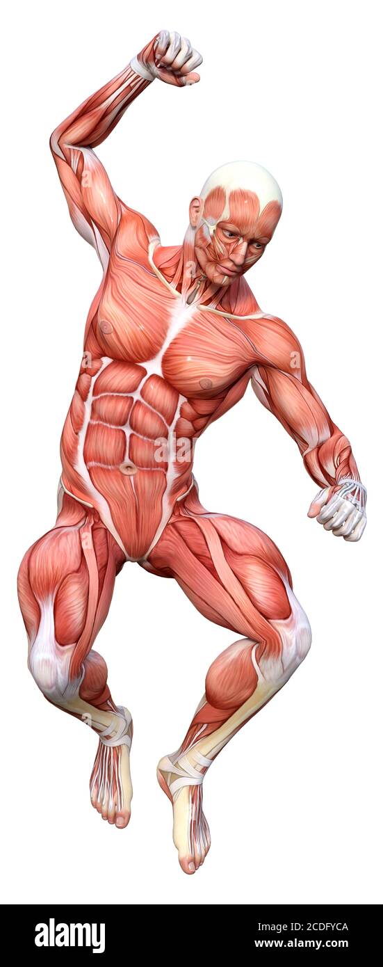 3D rendering of a male figure with muscle maps isolated on white ...