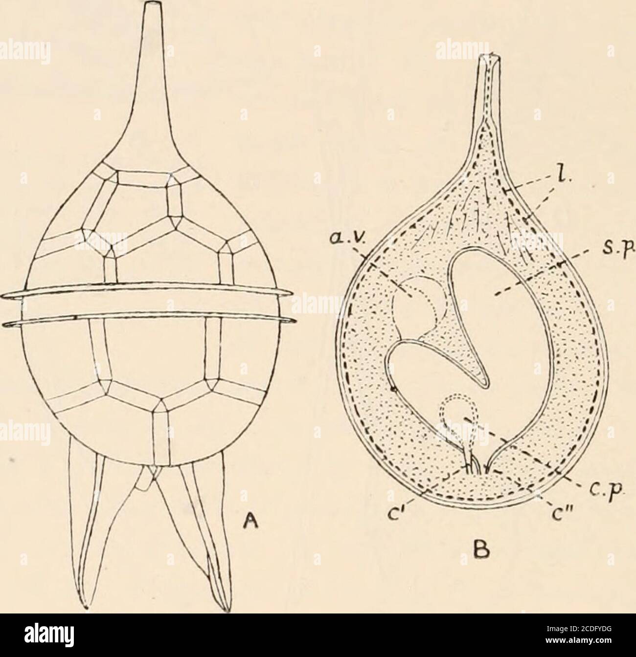Pyrodinium hi-res stock photography and images - Alamy