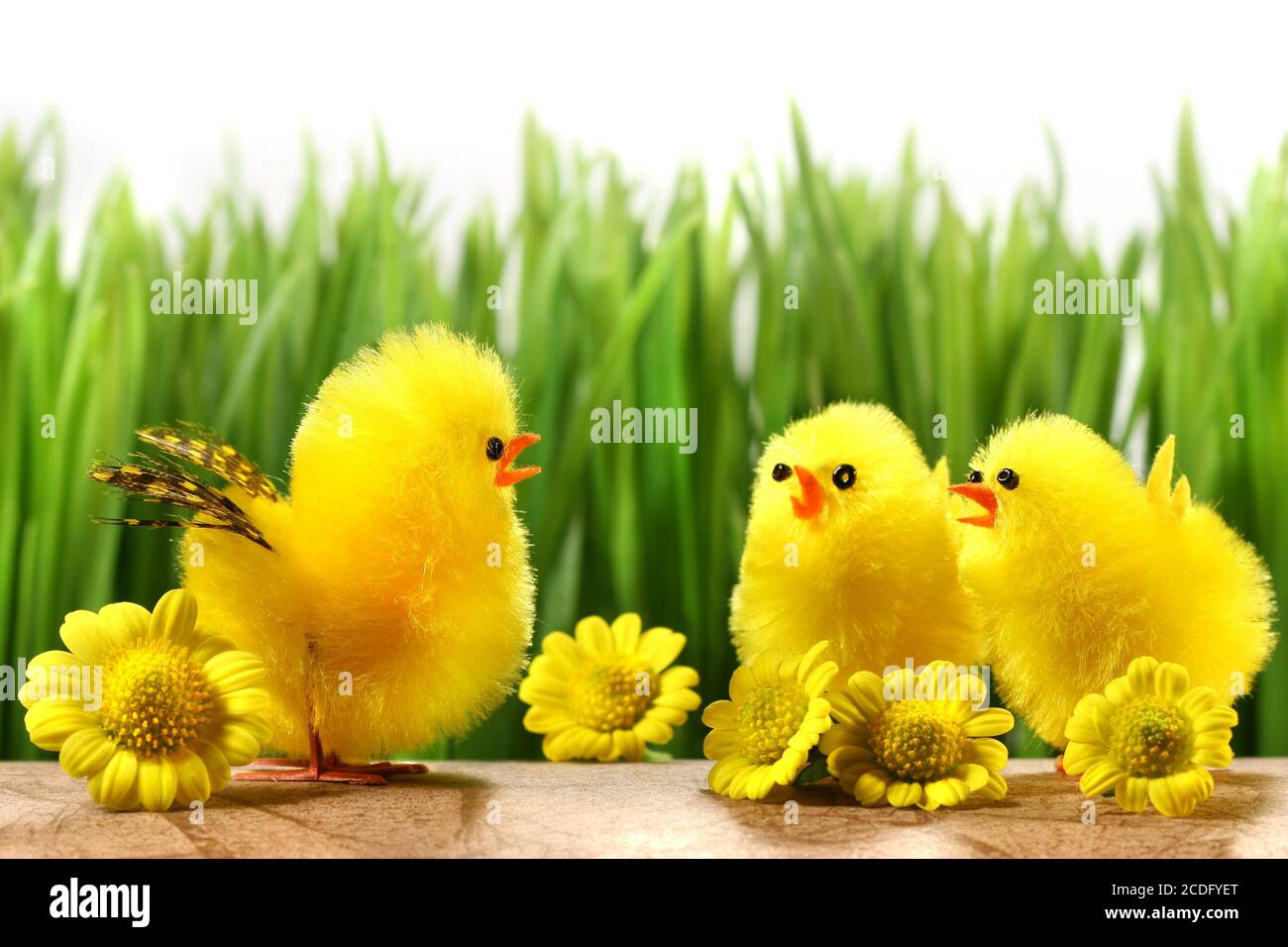 Yellow chicks hiding in hi-res stock photography and images - Alamy