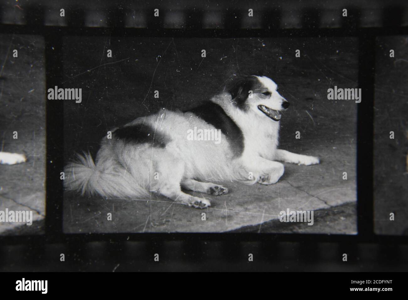 Fine 1970s vintage black and white photography of a cute family dog ...