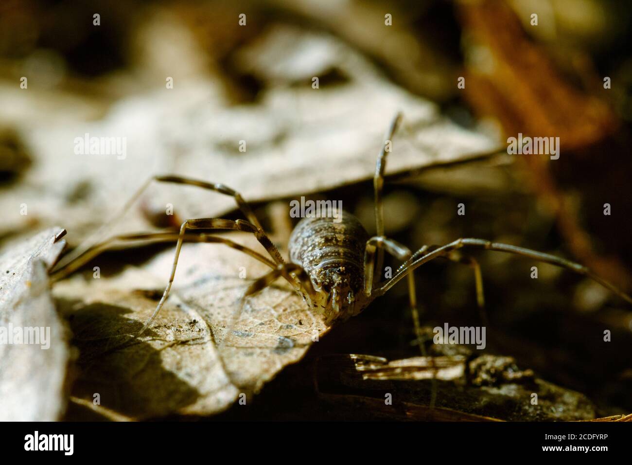 Closeup of a spider Stock Photo - Alamy