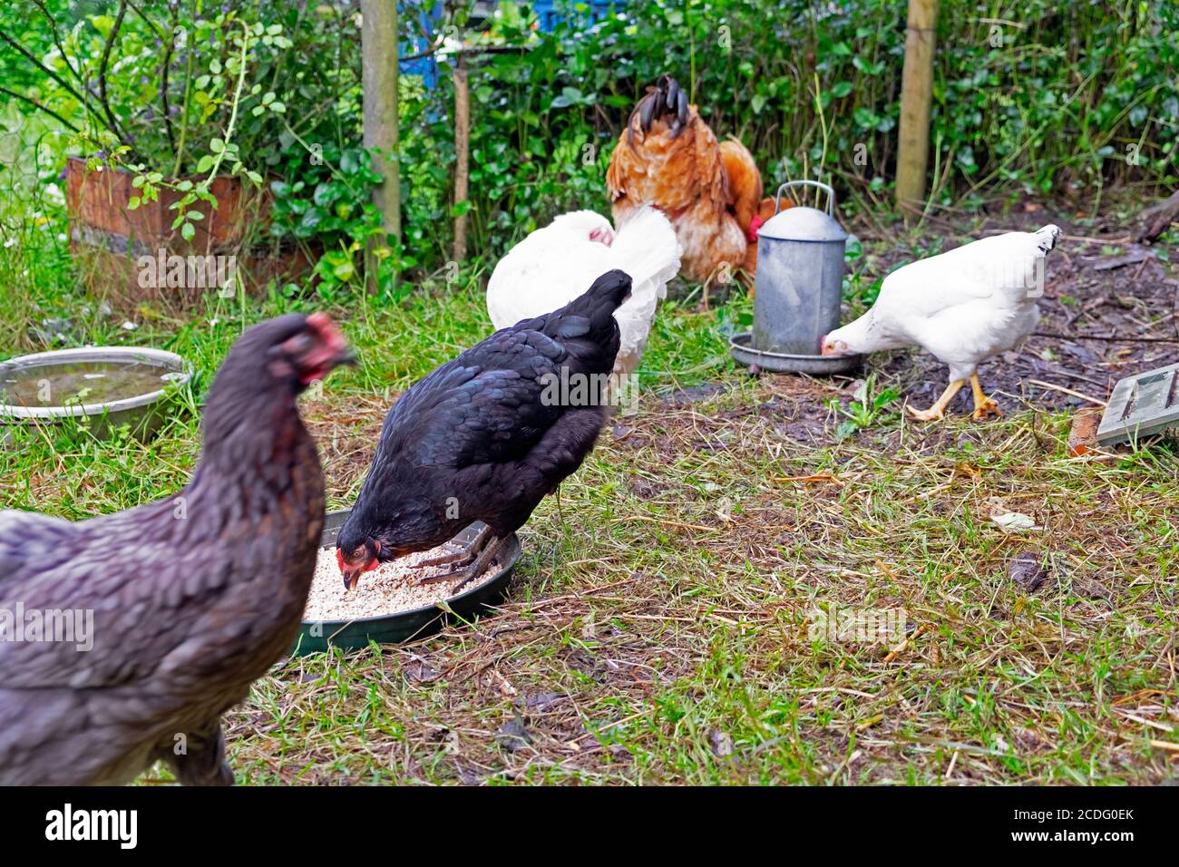 Feeding chickens hi-res stock photography and images - Alamy