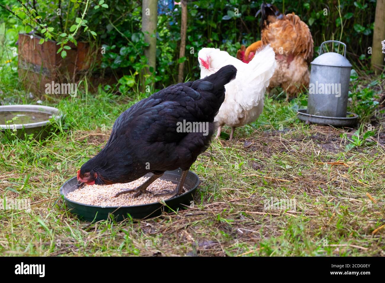Feeding chickens pecking order hi-res stock photography and images - Alamy