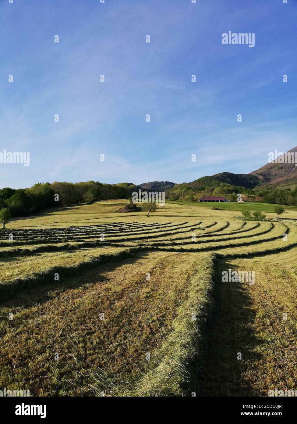 Scenic landscape view of a pile of freshly cut grass in rows Stock ...