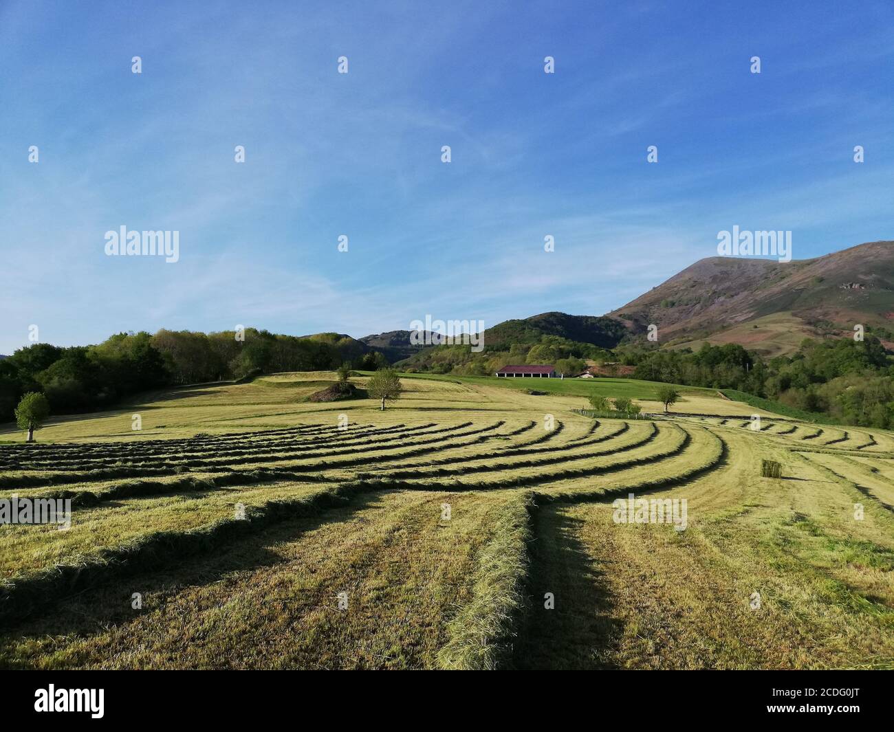 Scenic landscape view of a pile of freshly cut grass in rows Stock ...