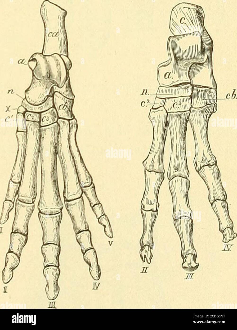 Sesambein hi-res stock photography and images - Alamy