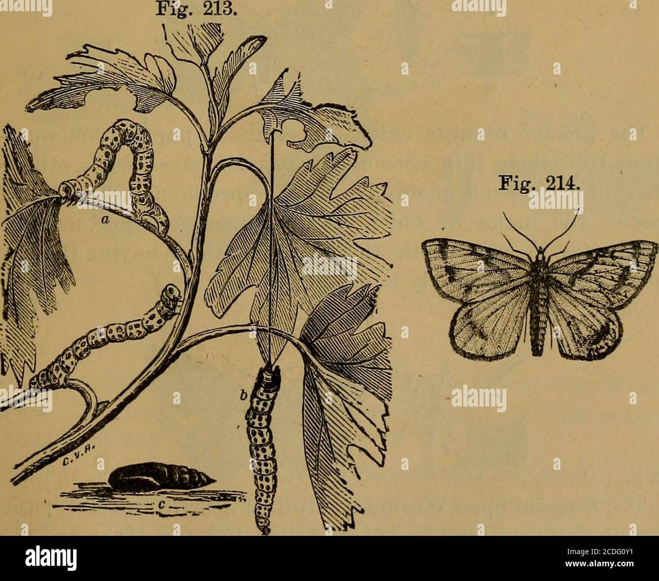 Slender bodies hi-res stock photography and images - Alamy