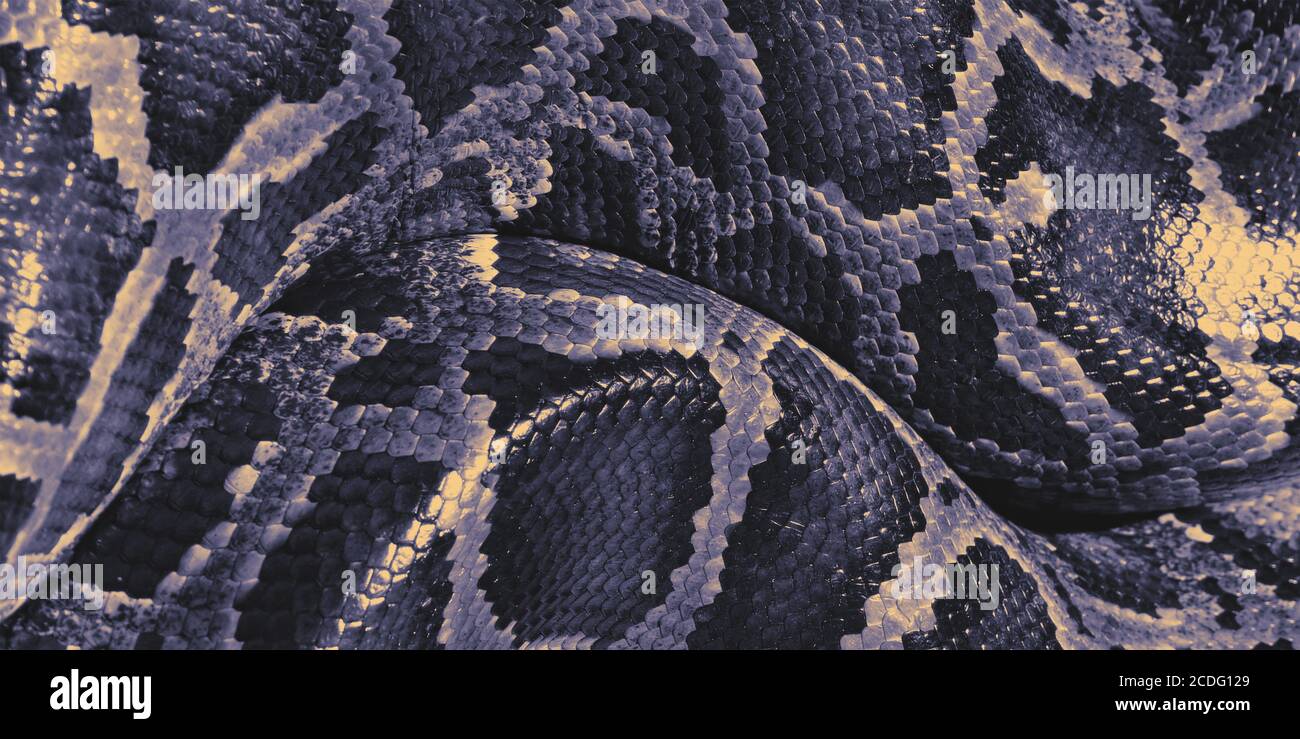 Snake skin. Close-up. Purple lighting. Background texture Stock Photo ...