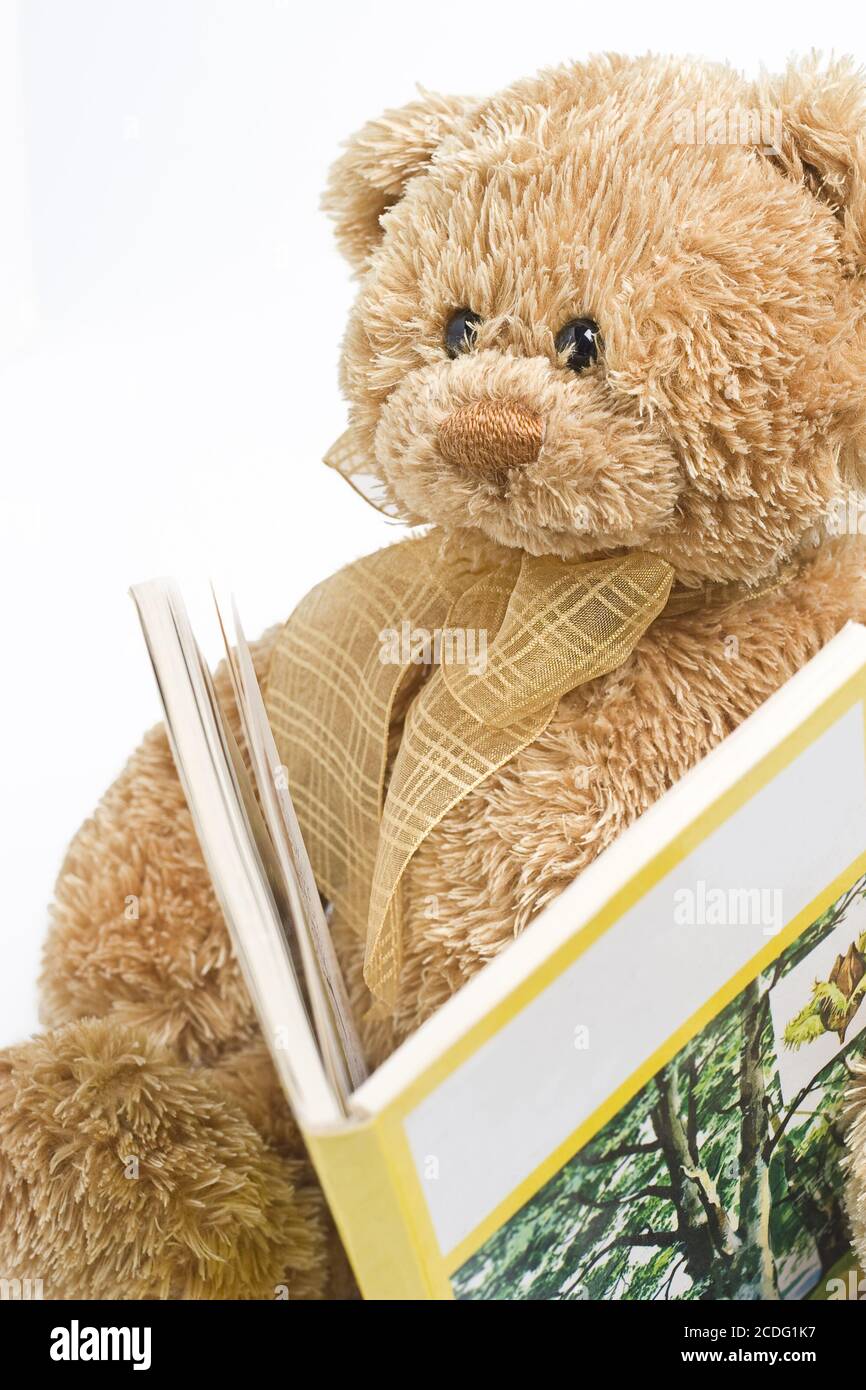 Teddy bear reading Stock Photo - Alamy